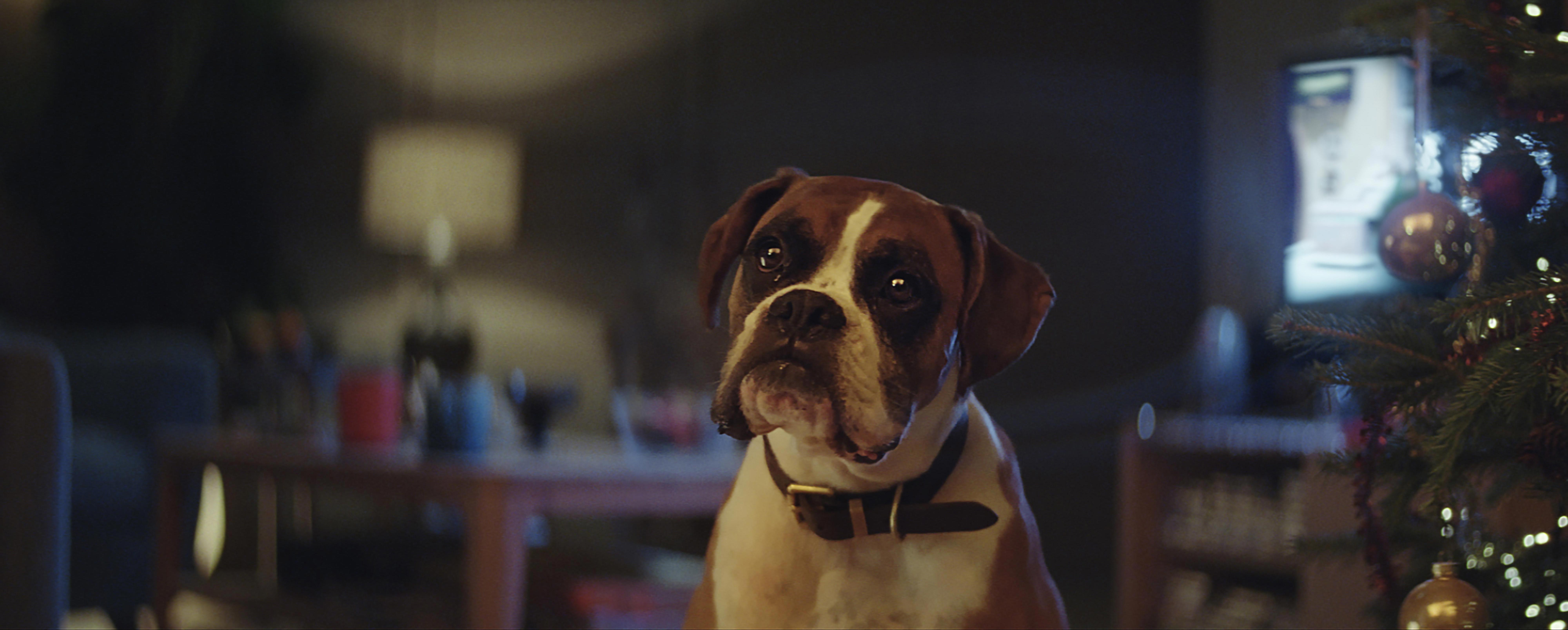 adam&eve- Buster the Boxer